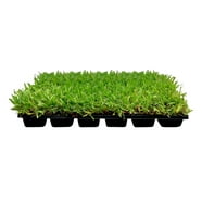 Zoysia Plugs - 150 Sun-Loving, Drought-Resistant Grass Plugs - Walmart.com