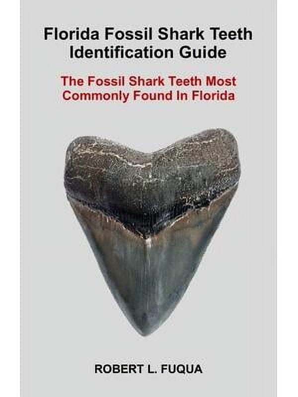 Florida Fossil Shark Teeth Identification Guide: The Fossil Shark Teeth Most Commonly Found In ...