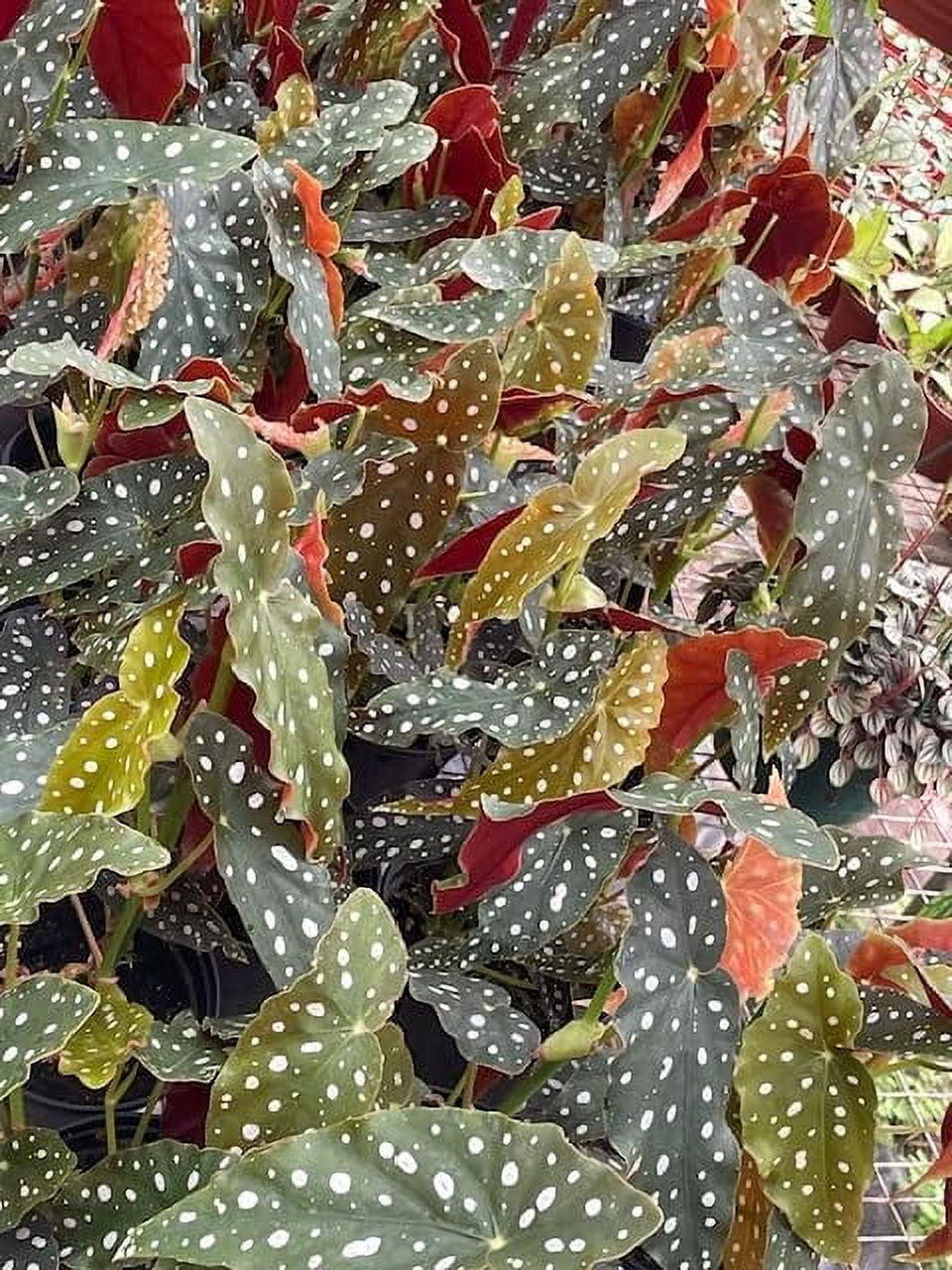Florida House Plants 12" Begonia Maculata Polka Dot Live Plants in 4 ...