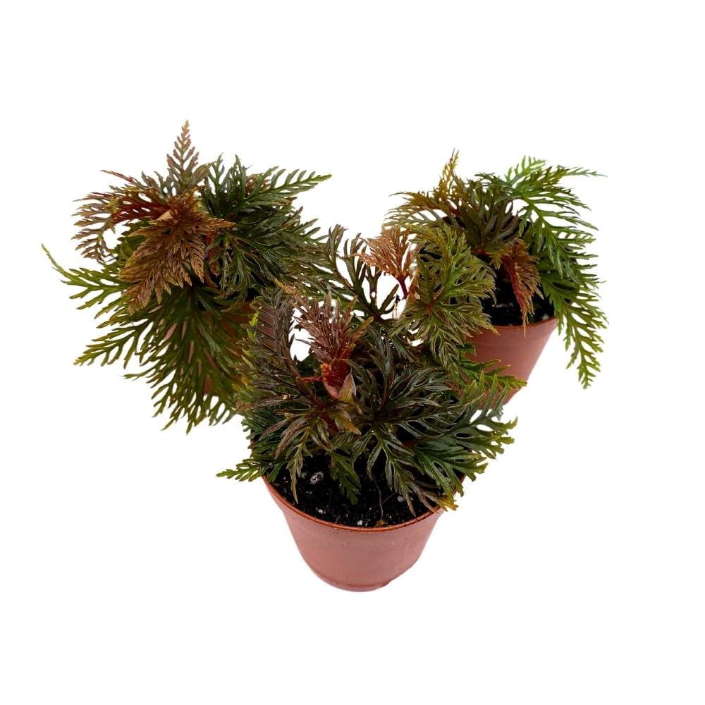 Florida House Plants 2" Fern Leaf Begonia Mini Pixie Live Plants in 2 ...