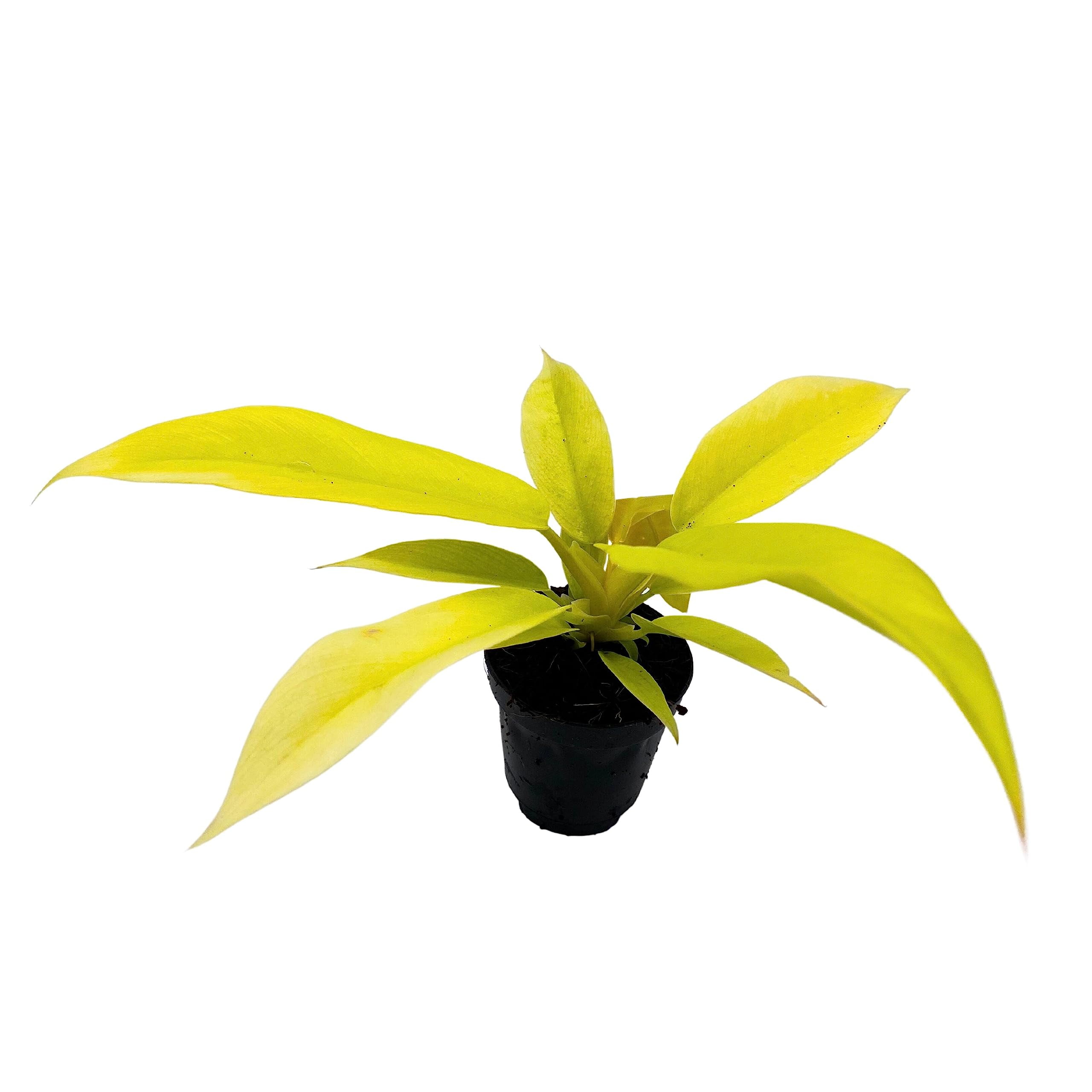 Florida House Plants 2" Golden Gator Live Plants in 2" Plastic Pots ...