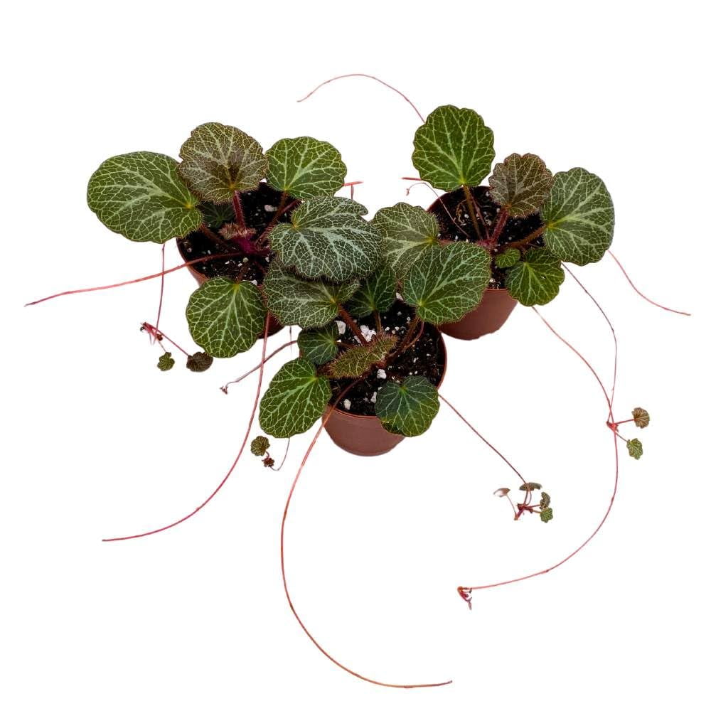 Florida House Plants Begonia Creeping Saxifraga Stolonifera Live Plants ...