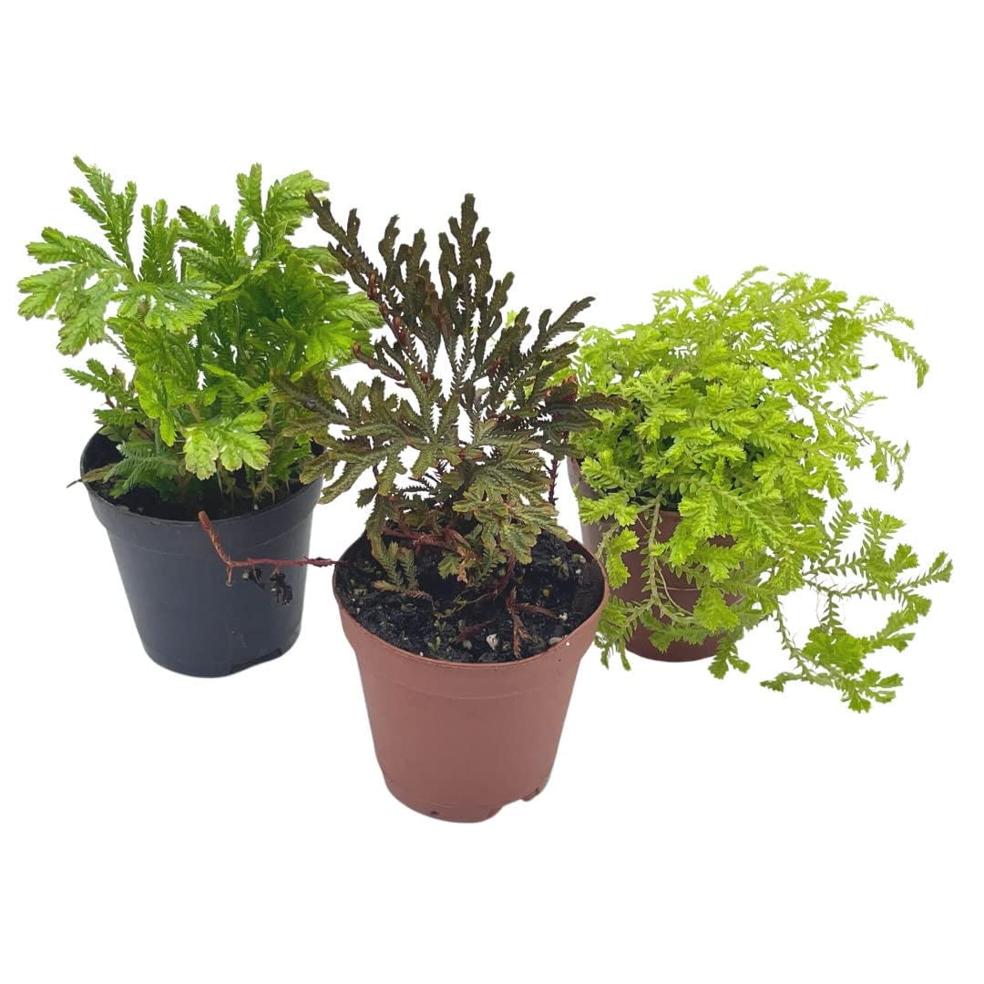 Florida House Plants Club Moss Assortment 2" Multi Color Mossy Ferns ...