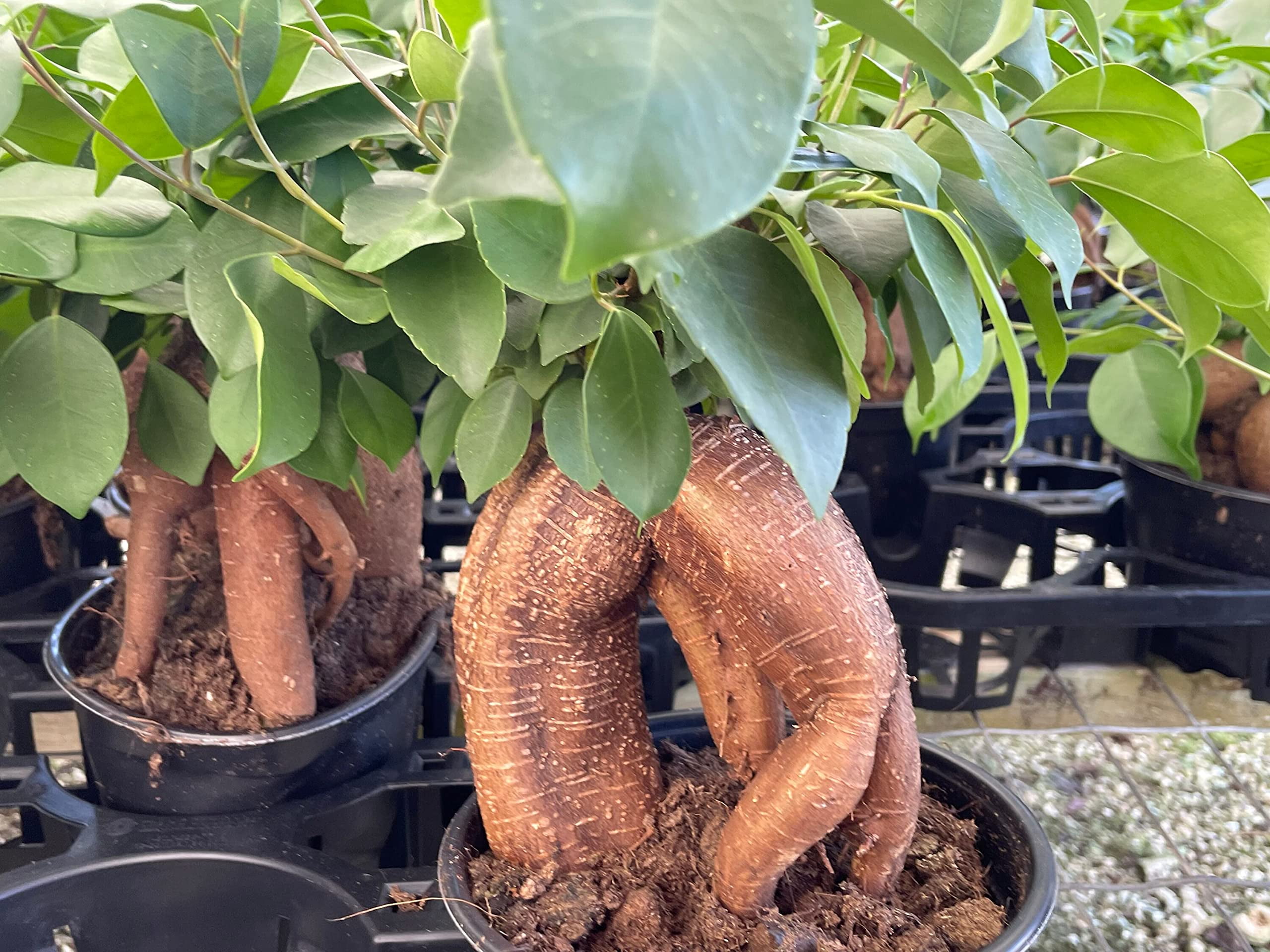 Florida House Plants Ficus Microcarpa Bonsai Live Plant in 6" Pot, Very ...