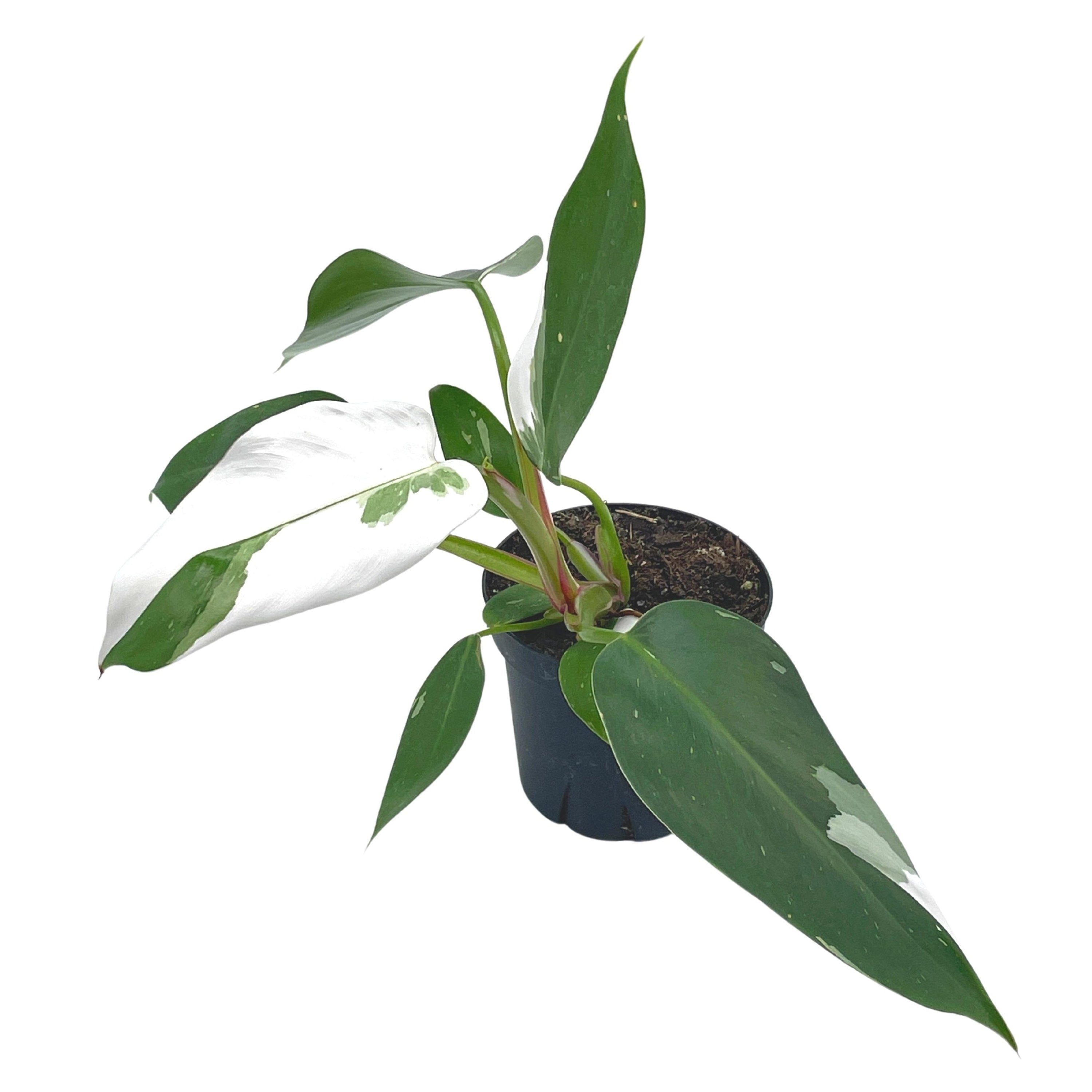 Florida House Plants Philodendron White Princess Live in 4" Plastic Pot ...