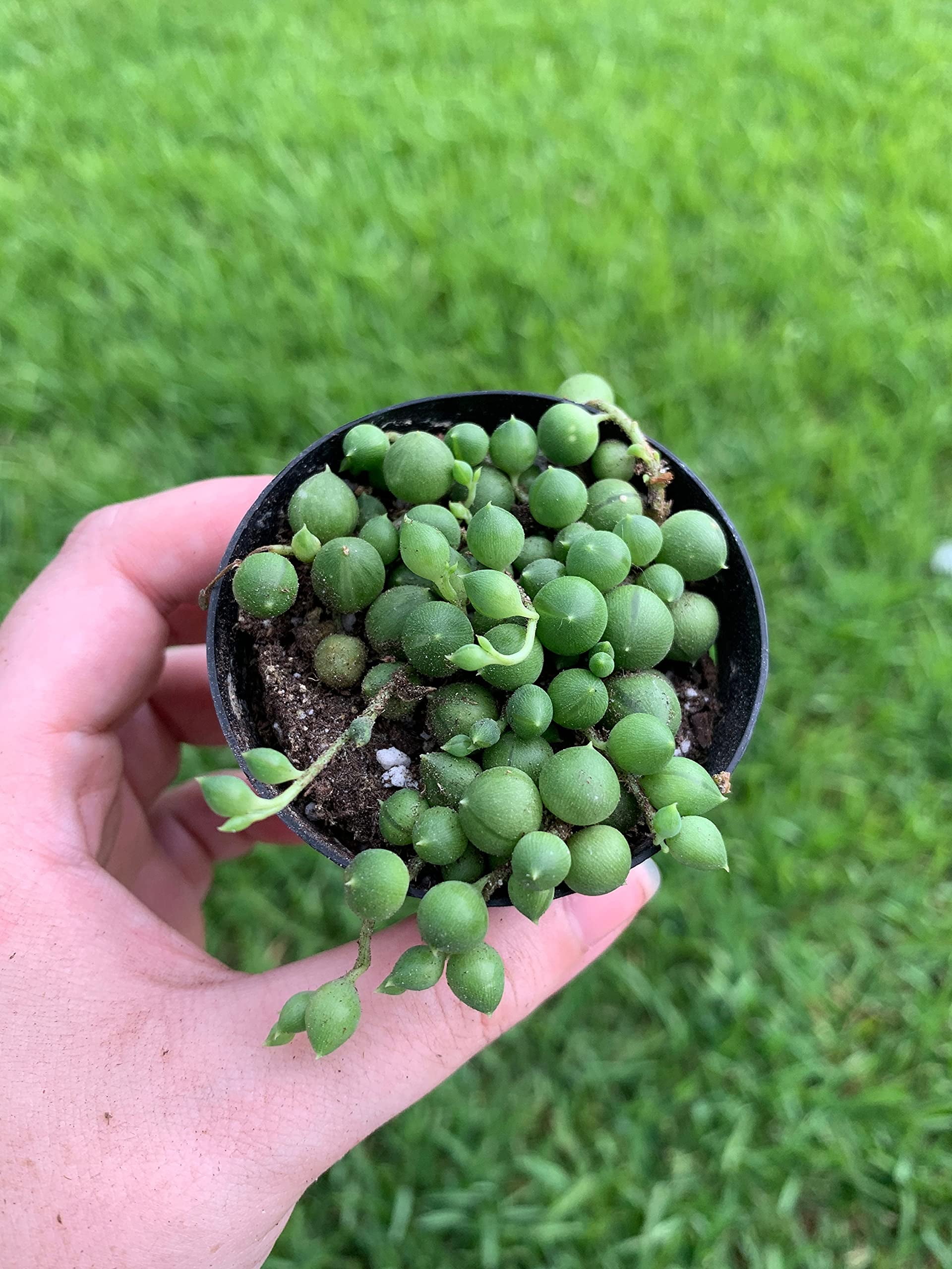 Florida House Plants String of Pearls, Beads, Peas Rosary Live Plant in ...