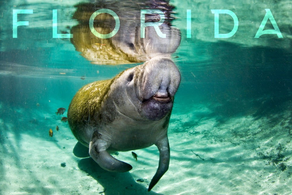 Florida, Manatee, Photography (36x54 Giclee Gallery Art Print, Vivid ...