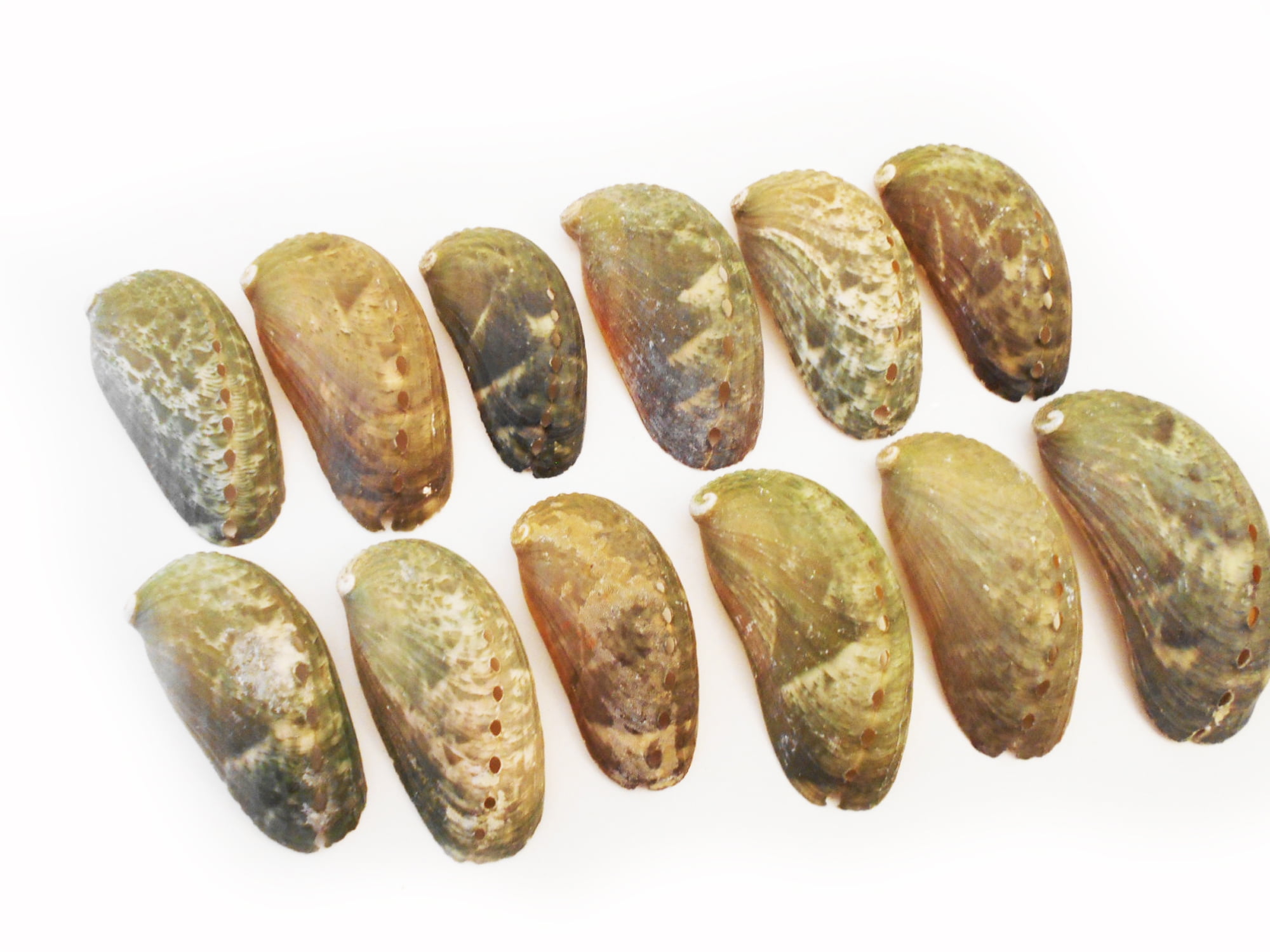 Florida Shells & Gifts 100 Green Abalone Craft Shells (Donkey's Ear ...