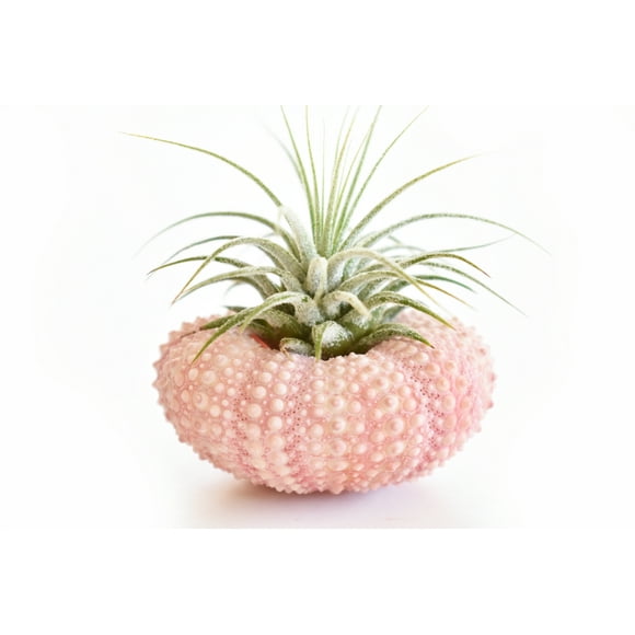 Indoor Plants in Live Plants - Walmart.com