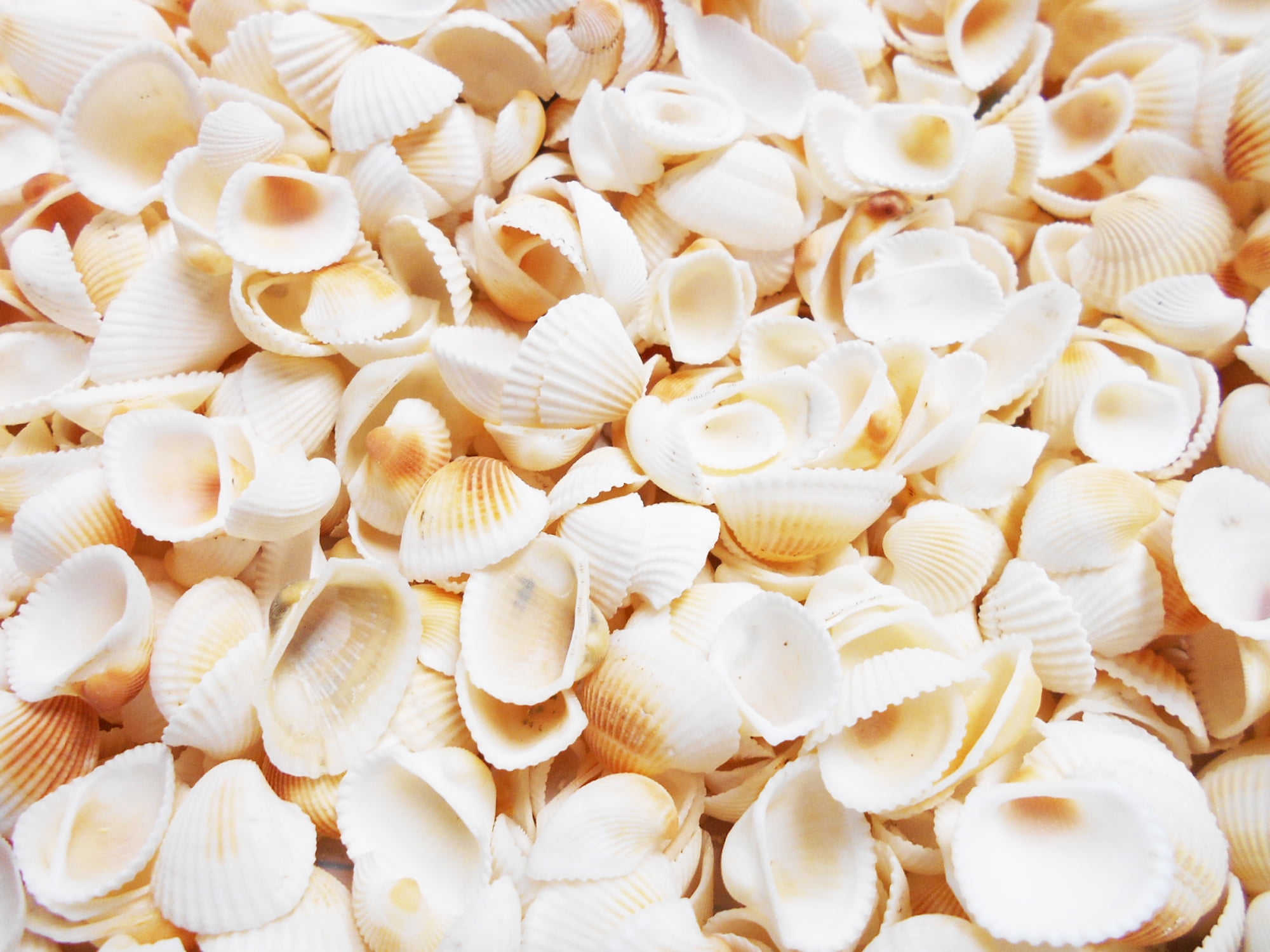 Florida Shells and Gifts 1 Lb (800) Tiny White Granosa Shells 1/2-3/4 ...