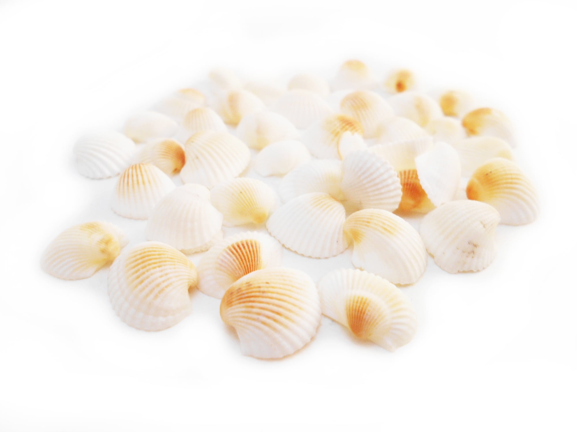 Florida Shells and Gifts 8oz (400) Tiny White Granosa Shells 1/2-3/4 ...