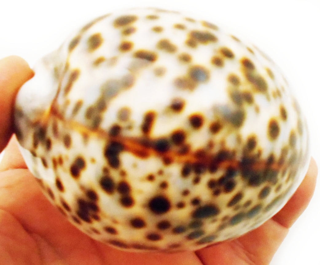 Florida Shells and Gifts Inc. One Select X-Large Tiger Cowrie (Cypraea ...