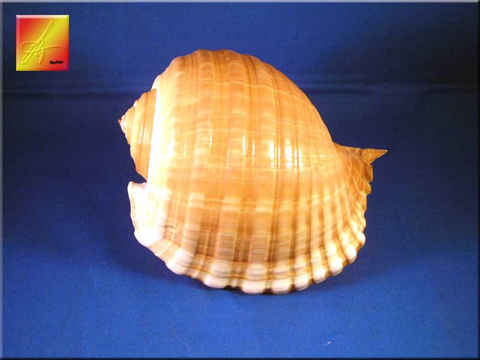 Florida Shells and Gifts Large Tonna Olearia Seashell Coastal ...