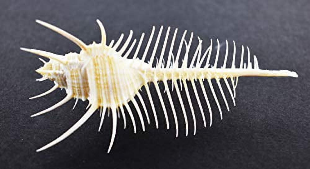 Florida Shells and Gifts One Beautiful Small Venus Comb Murex Shell ...