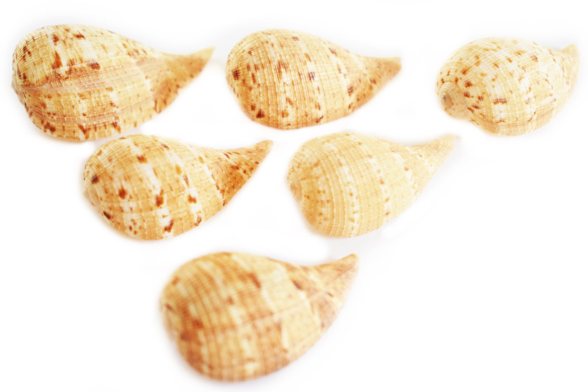 Florida Shells and Gifts Set of 12 Graceful Fig Shells (about 2") Beach ...
