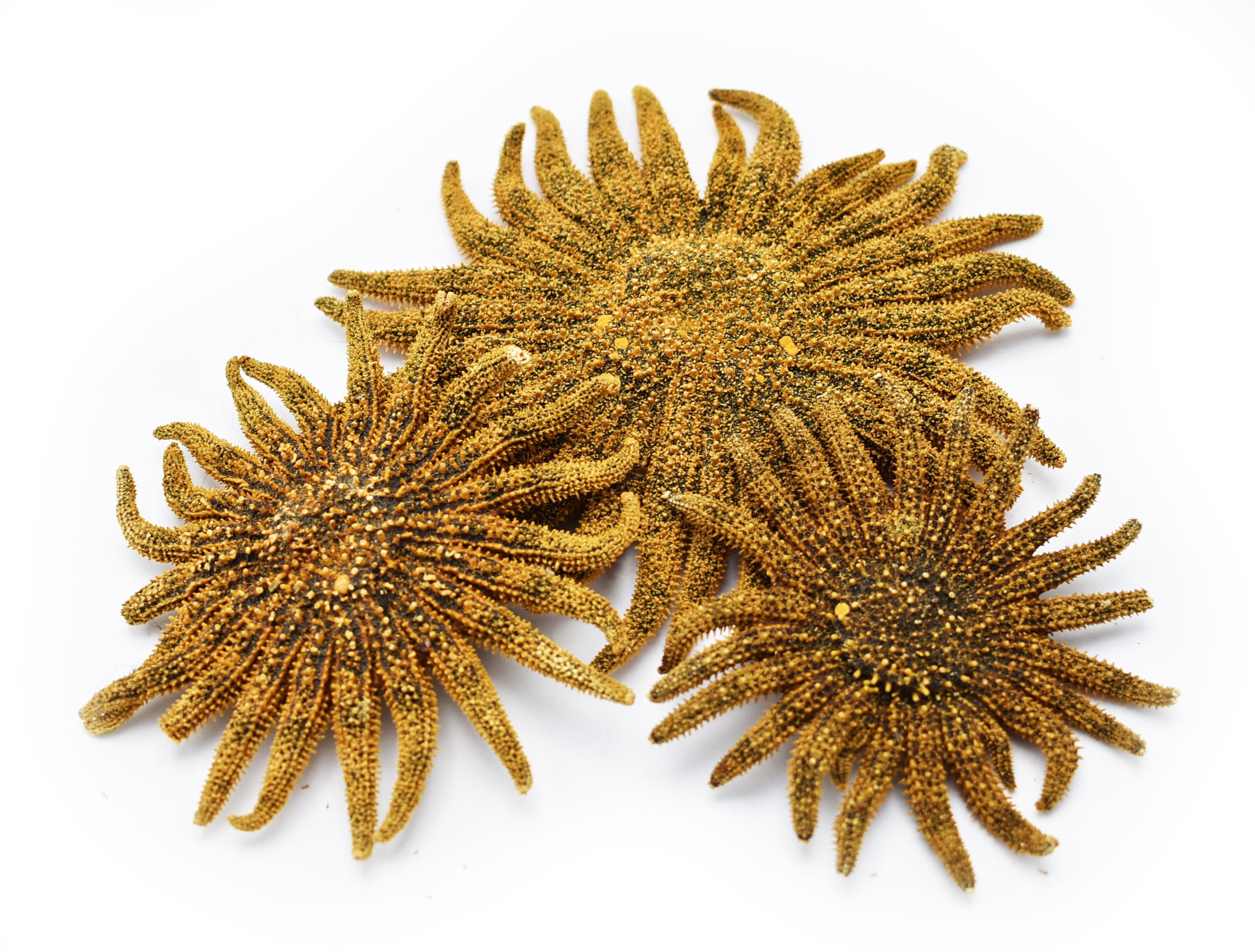 Florida Shells and Gifts - Set of 12 Small "Sunflower" Starfish (about ...