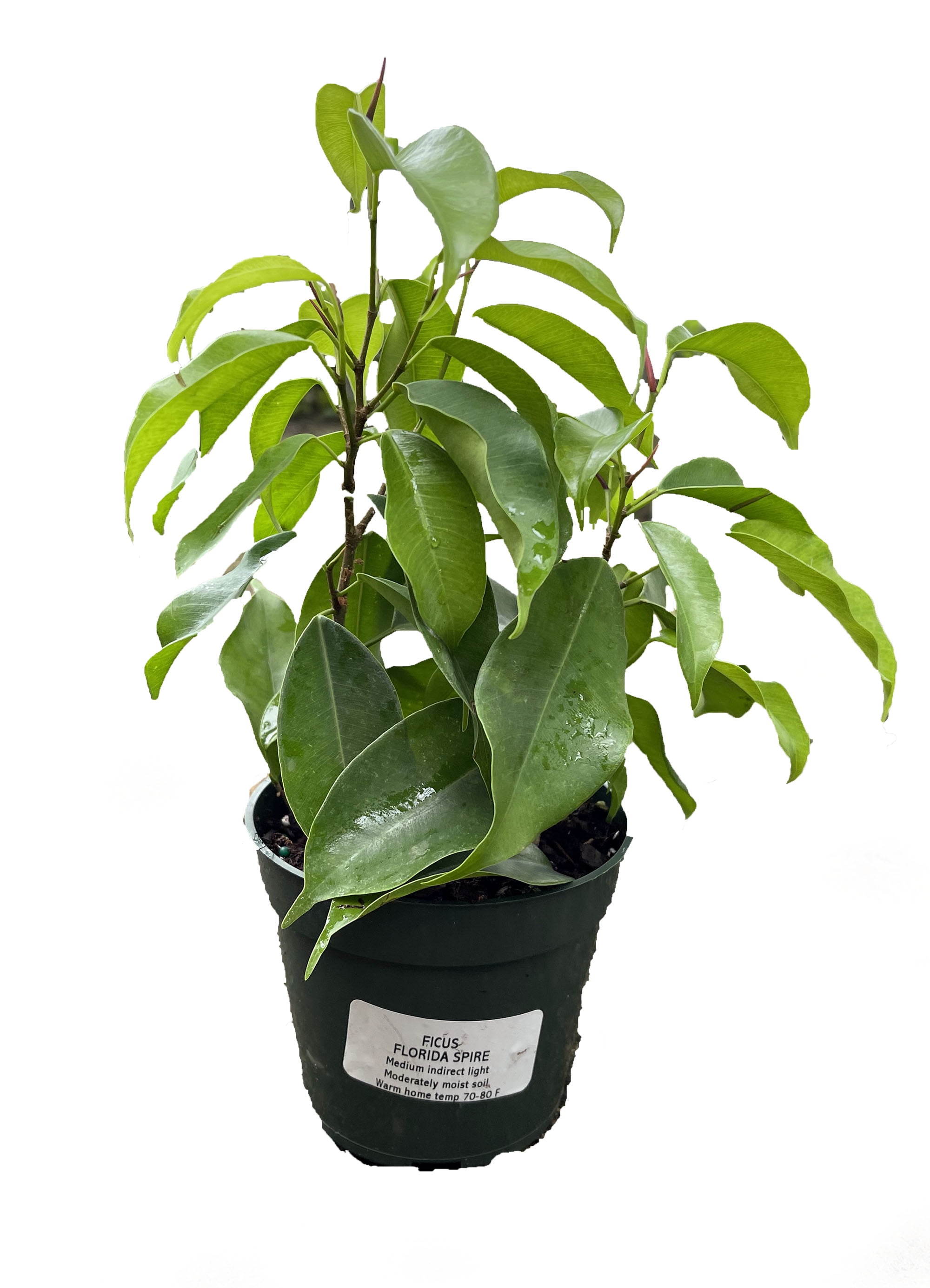 Florida Spire Columnar Weeping Fig Tree - Ficus benjamina - Compact ...