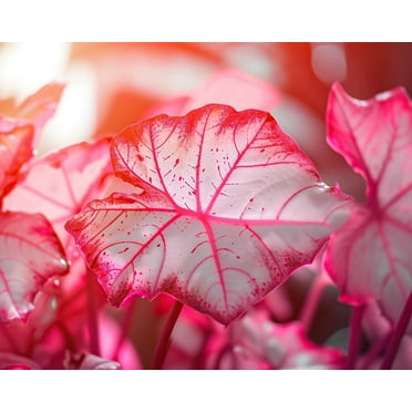 Florida Cardinal Caladium Bulbs HMF23 for Planting - Perennial Hosta ...