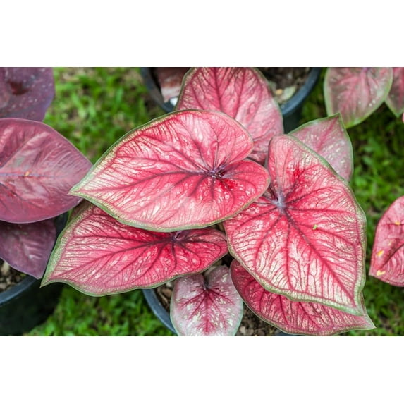 Florida Sweetheart Caladium Bulbs for Planting - Perennial Hosta ...