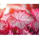 CZ Grain Florida Sweetheart Caladium Bulbs, Fancy Perennial, Elephant ...
