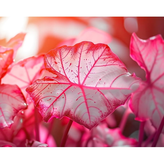 CZ Grain Florida Sweetheart Caladium Bulbs, Fancy Perennial, Elephant ...