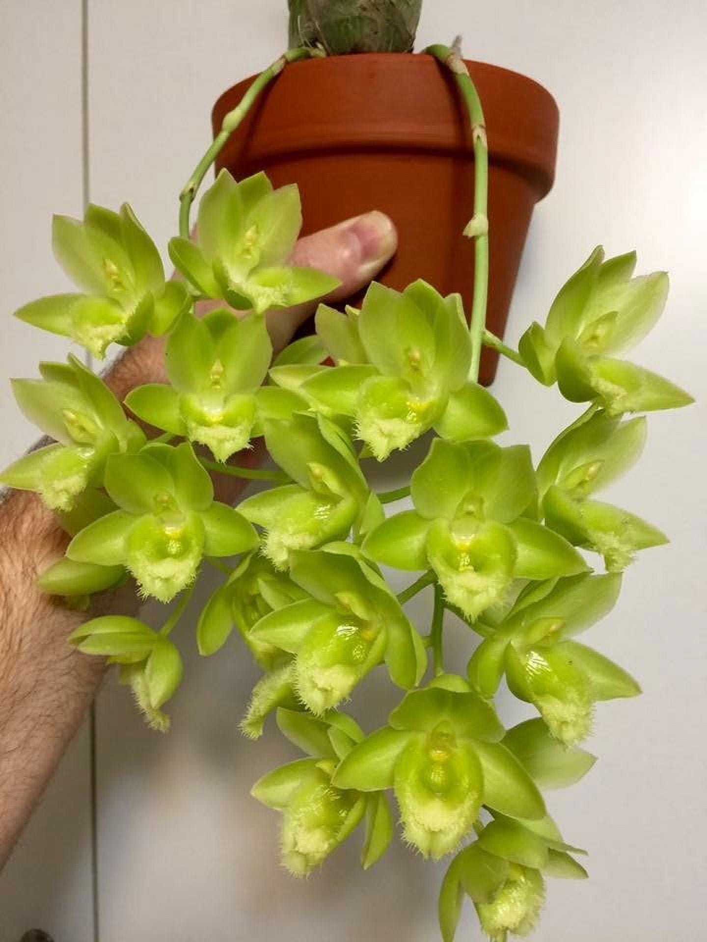 Florikan 16-5-11 NPK MAX 180 Day Timed Release Fertilizer. Excellent ...