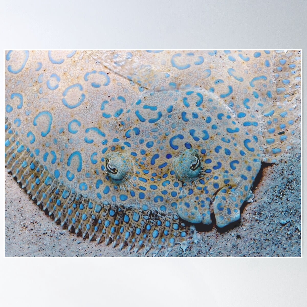 Flounder Poster Wall Art, Modern Wall Decor For Living Room Bedroom ...