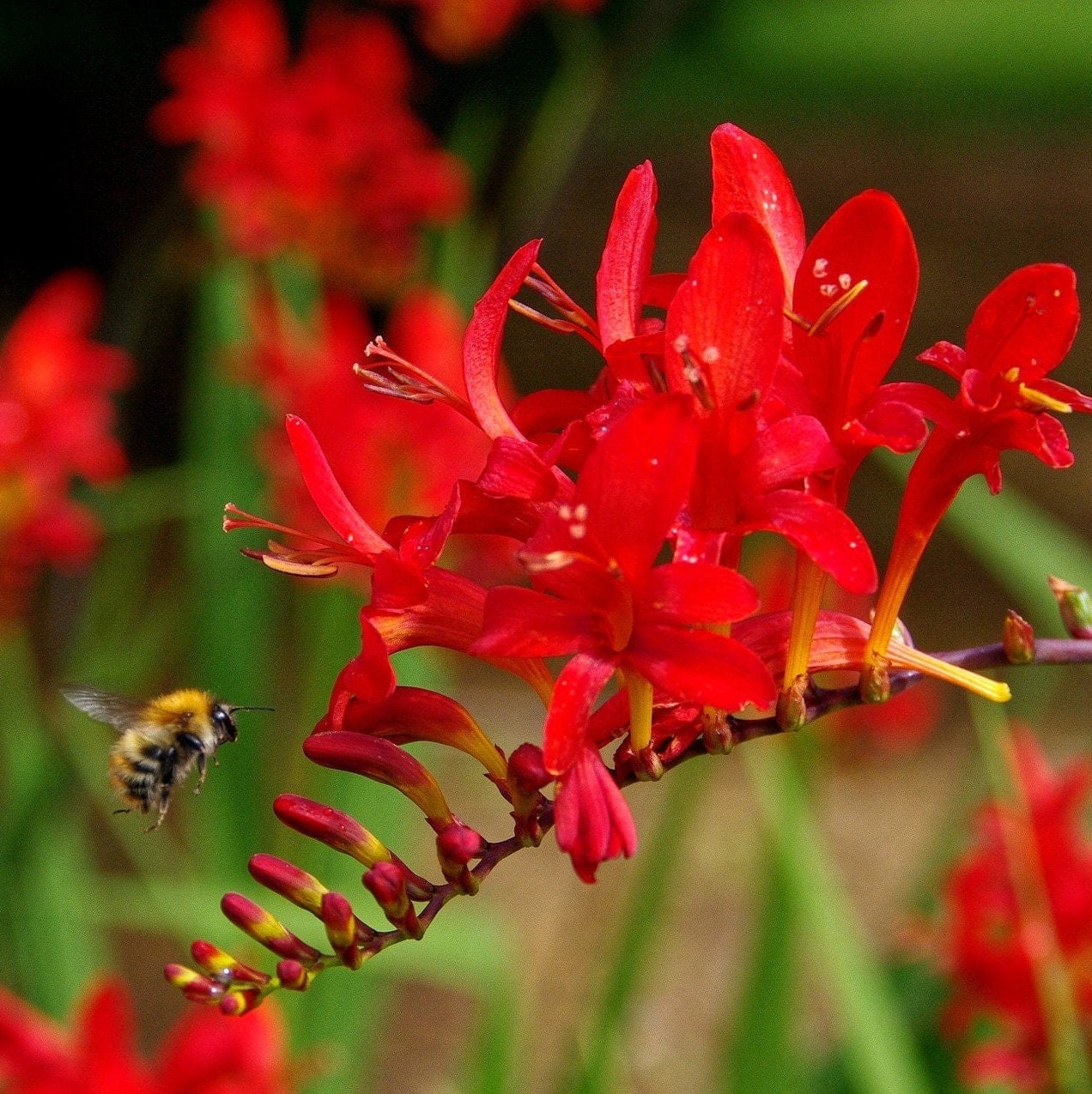 Flourish Crocosmia Red Lucifer Plant Bulbs (5 Count), Bright Red ...