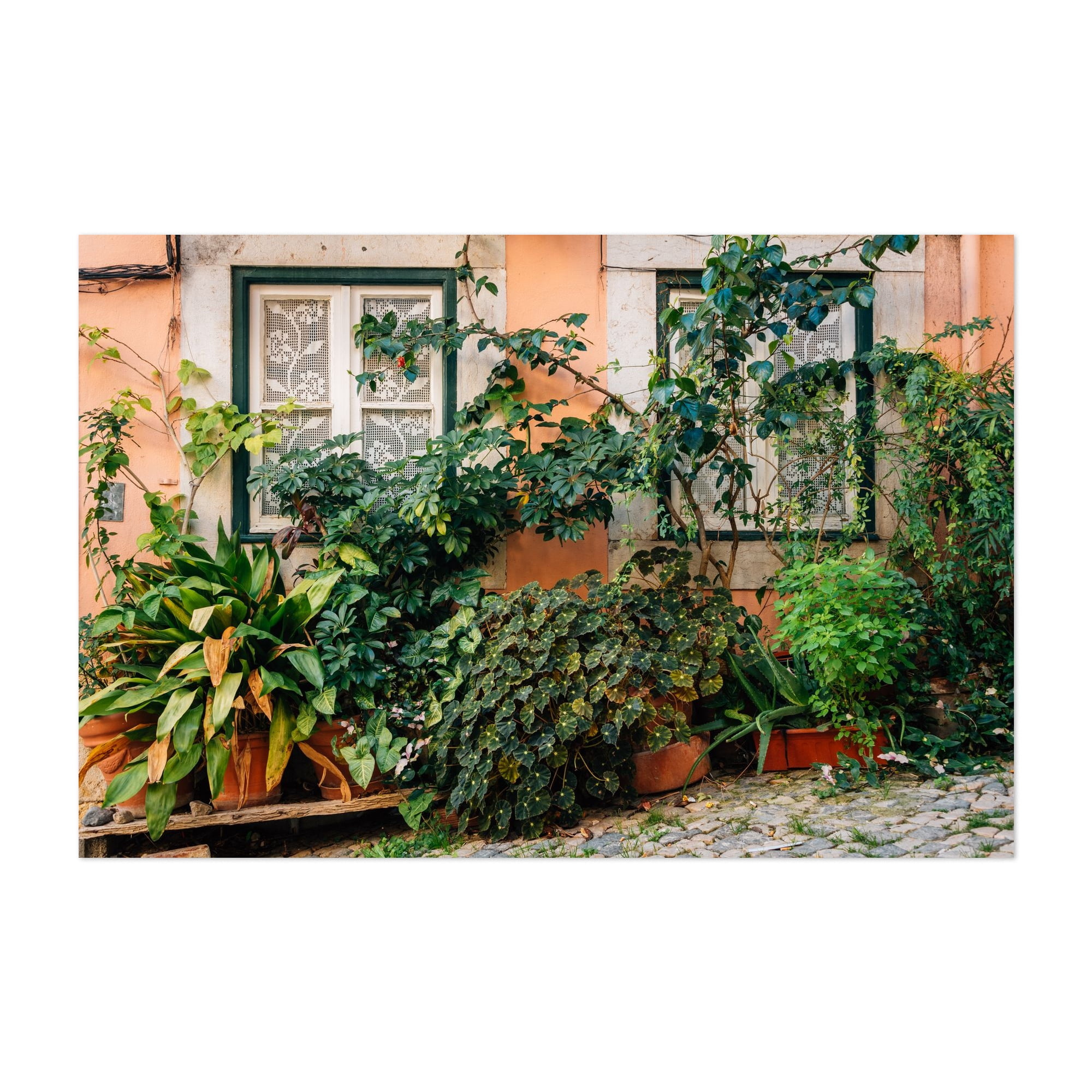 Flourishing - Lisbon Portugal Photography Botanical Rustic Architecture ...