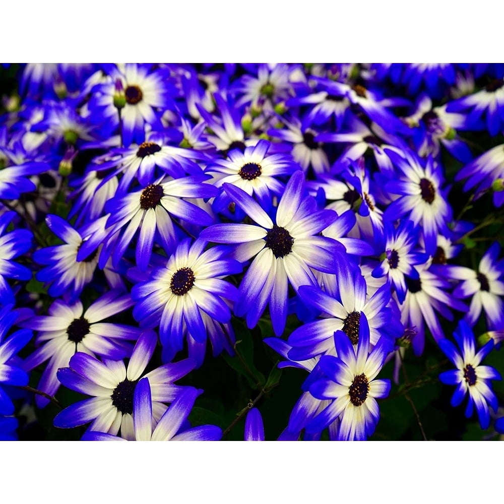 Flower 70 Poster Print - Rachel Lee - Walmart.com