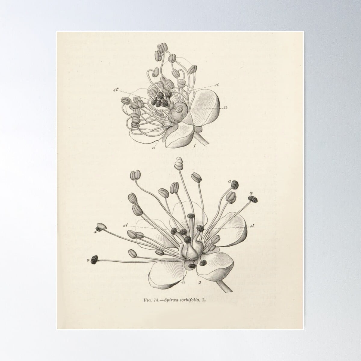 Flower Botany Poster Wall Art, Modern Wall Decor For Living Room ...