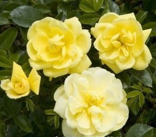 Flower Carpet Rose Yellow - Walmart Business Supplies