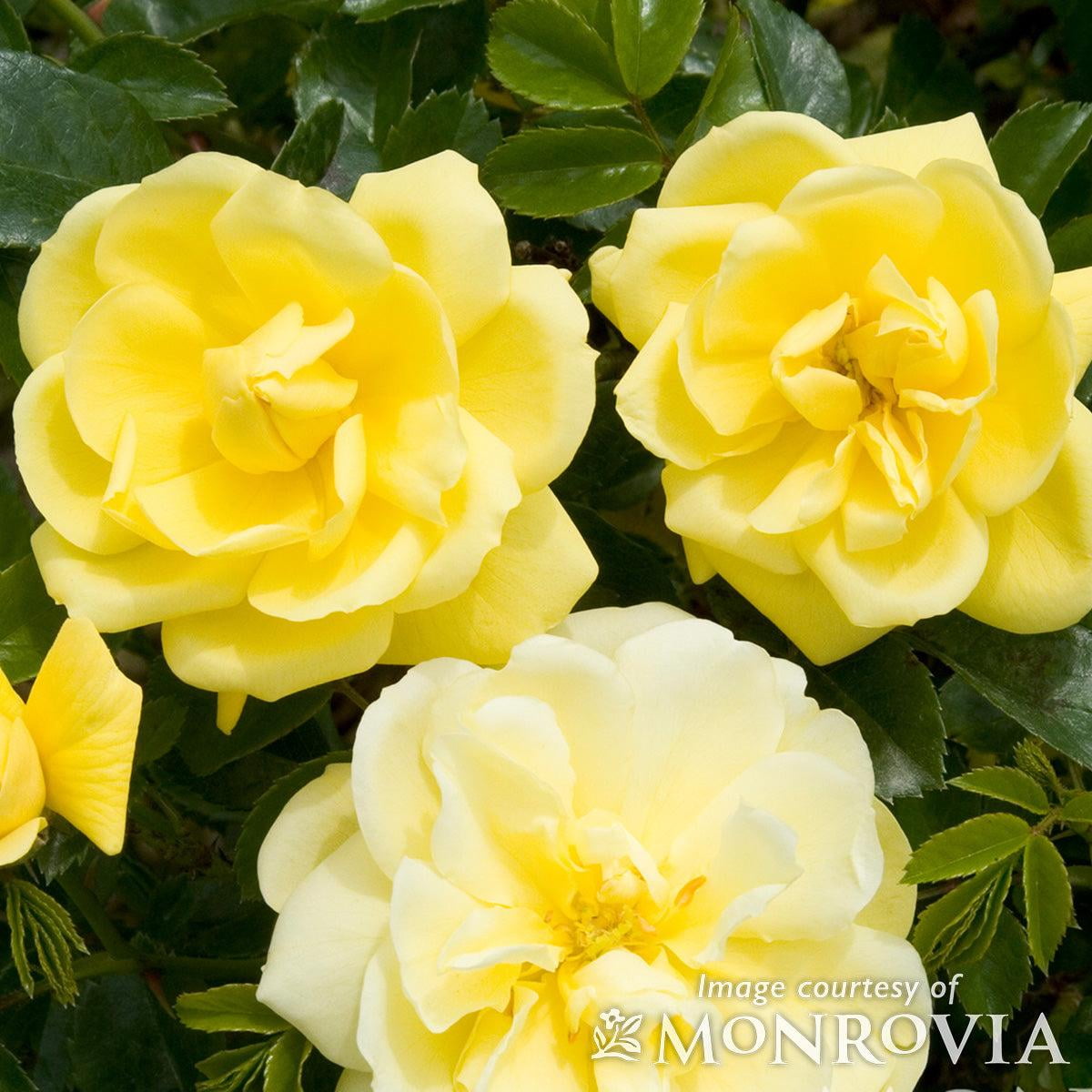 Flower Carpet Yellow Landscape Rose-Vibrant Blooms 2 Gallon - Walmart.com