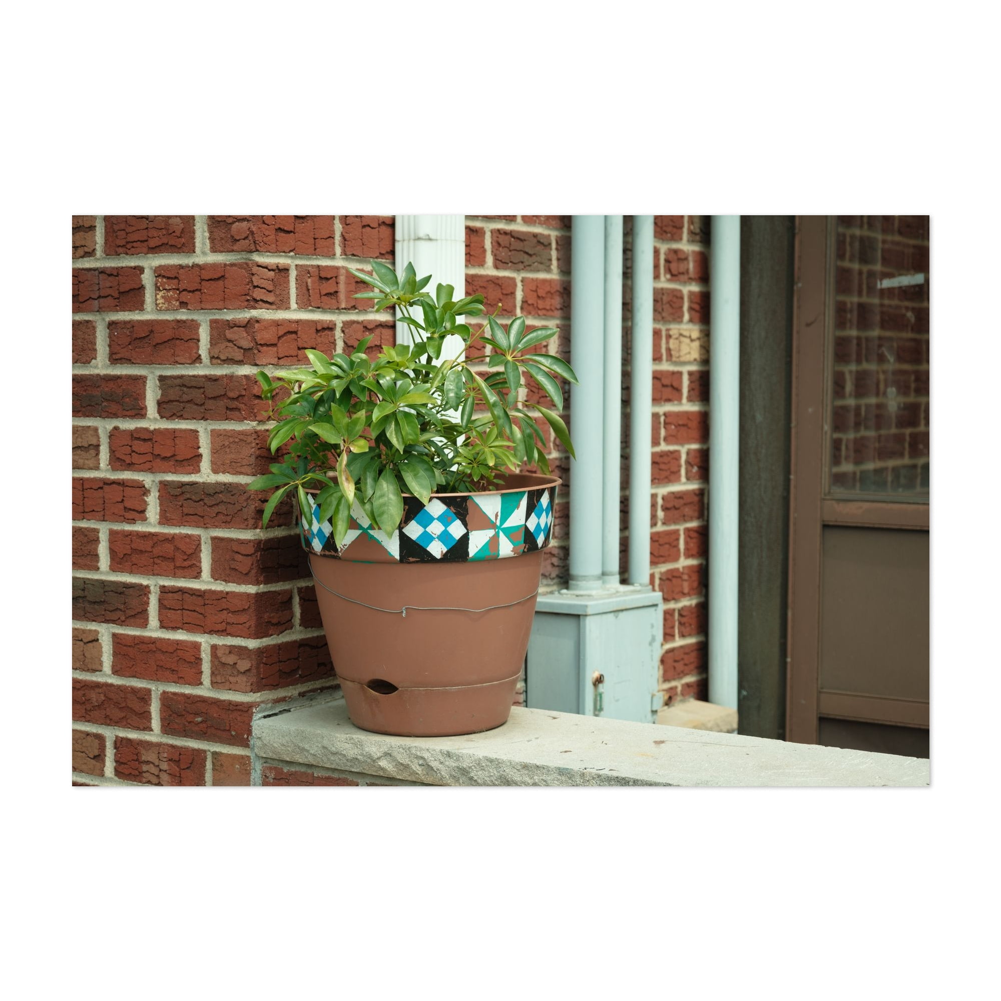 Flower Pot, Sunset Park - Brooklyn New York Photography Unframed Wall ...