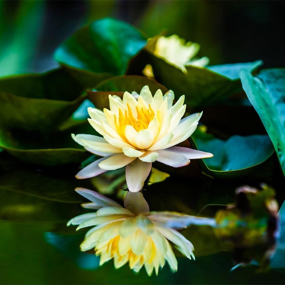 Flower Seed 50 Seeds Water Lilies Rare Aquatic Plants Wonderful Choice ...