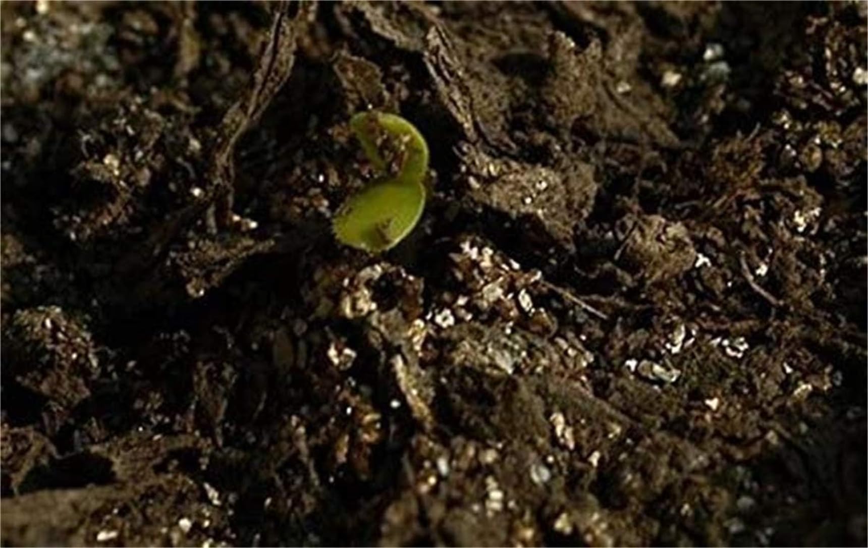 Flower Seed Black AJH3 Red Rose Ambizu New True Blood Black Rose 100pcs ...