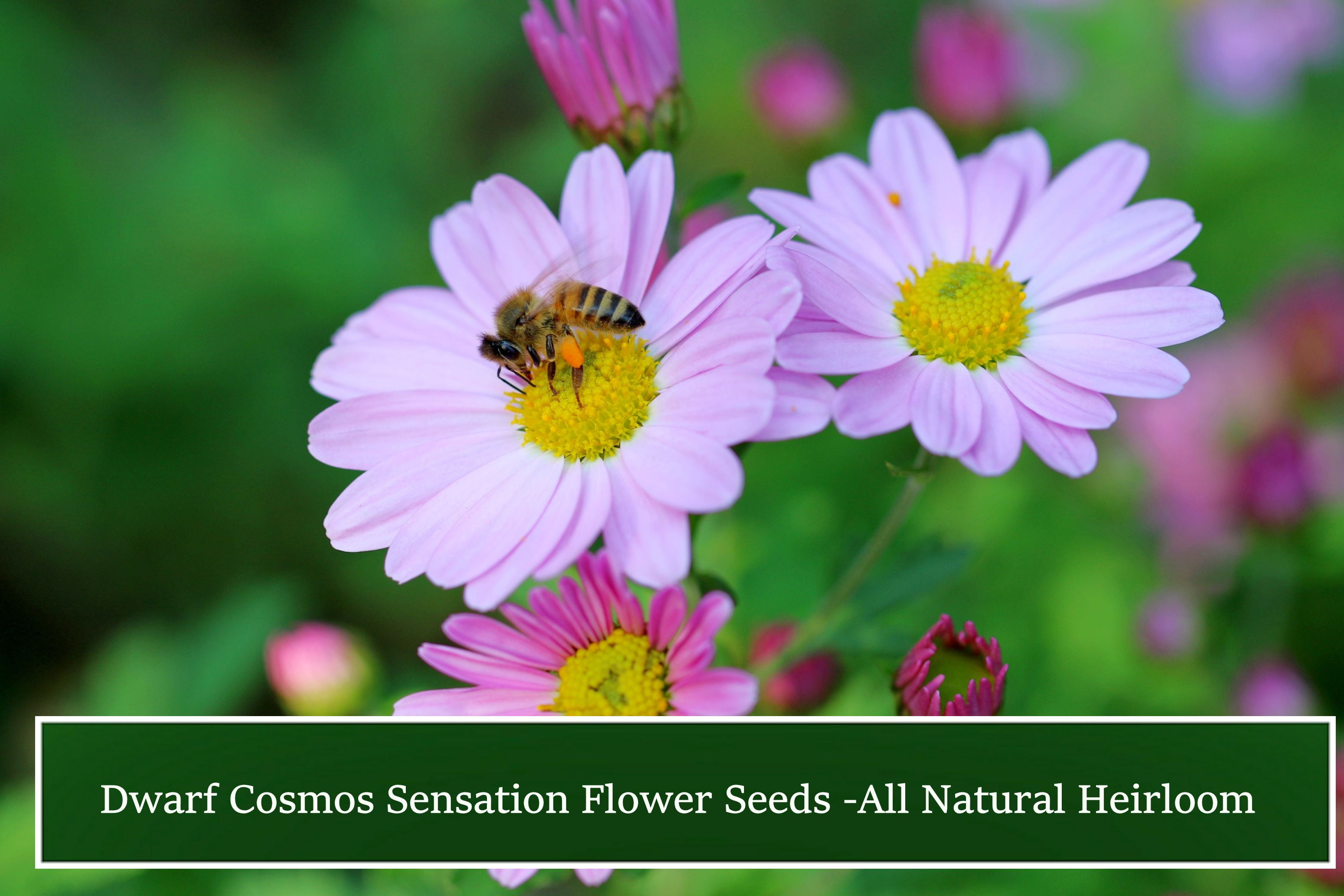 Flower Seeds - DWARF Cosmos Sensation Flower- 40 Seeds- Perfect ...