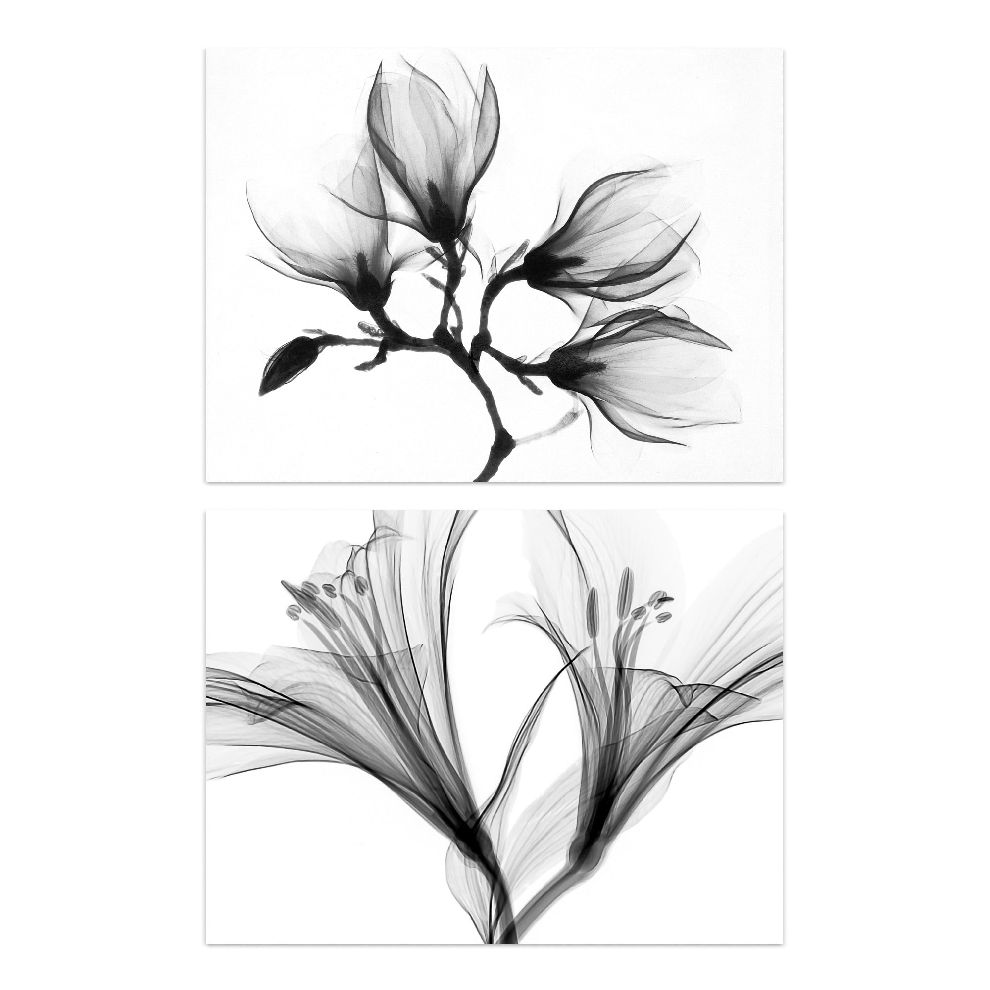 Flower X-Rays Lily And Magnolia Black White Set Of 2 Unframed Wall Art ...