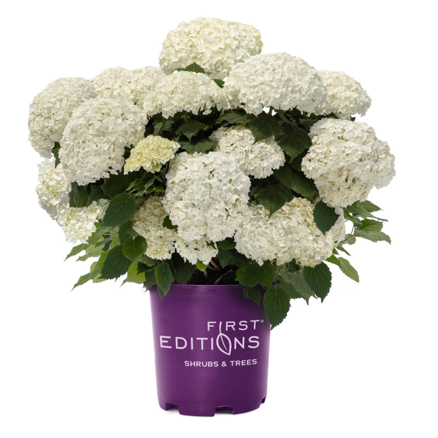 First Editions® FlowerFull™ Smooth Hydrangea - Hydrangea arborescens ...