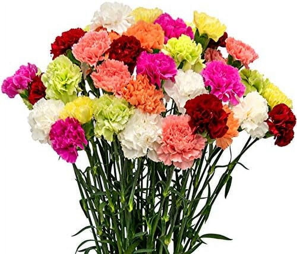 FlowerPrime 150 Assorted Carnations - Fresh Natural Cut Flowers ...