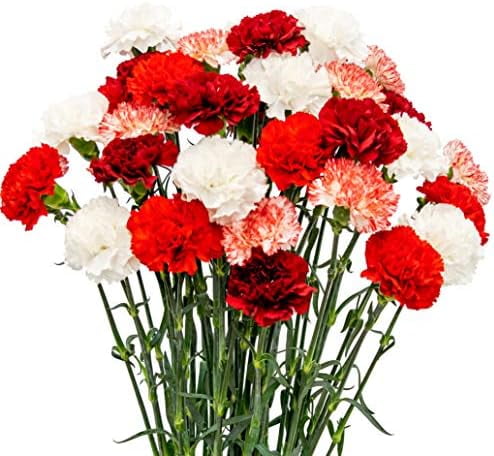 FlowerPrime 400 Christmas Carnations - Fresh Natural Cut Flowers ...