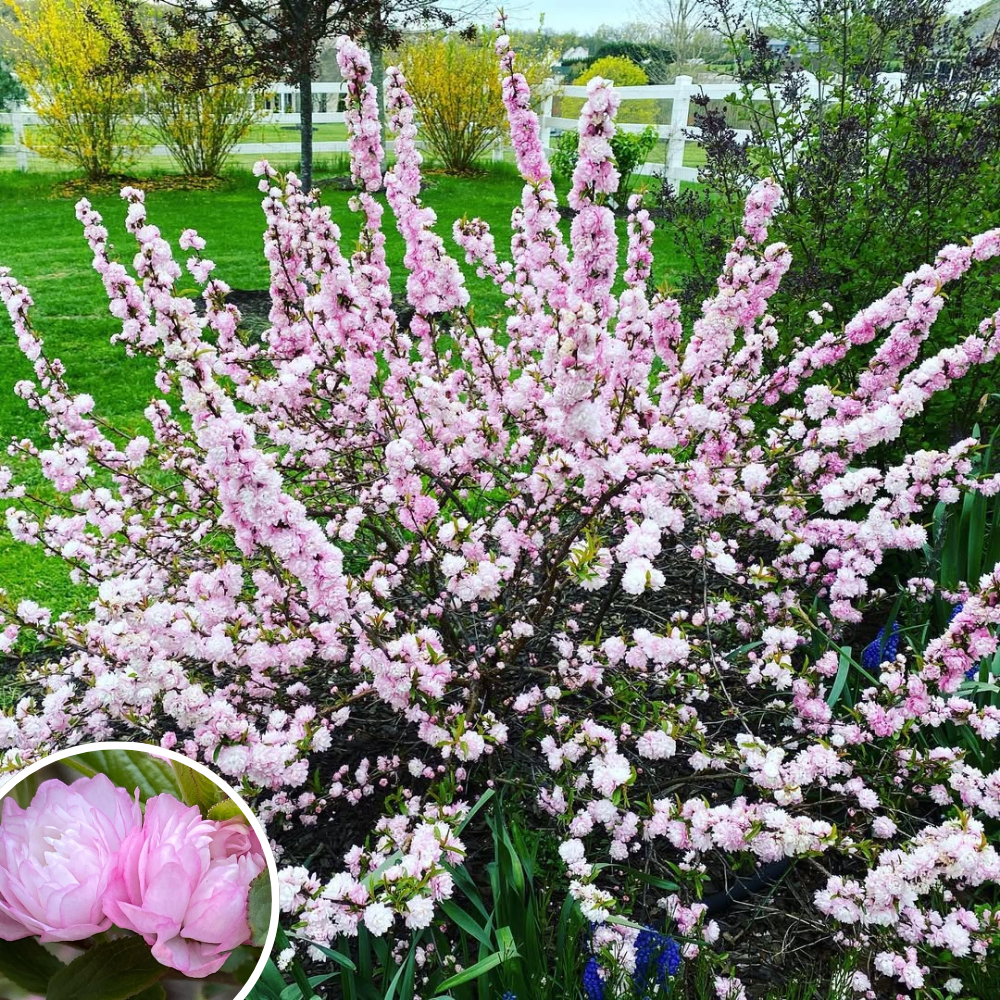 Flowering Almond Tree Plant, Pink Blossom, 8 to 10 Inches Live Plant ...