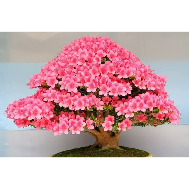 Flowering Bonsai Tree Seeds - Judas Tree (Cercis siliquastrum) | 20 ...