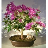 Flowering Bougainvillea Bonsai Tree - Large (Pink Pixie) - Walmart.com
