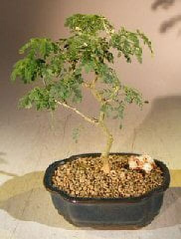 Flowering Brazilian Raintree Bonsai Tree - Small (pithecellobium tortum ...