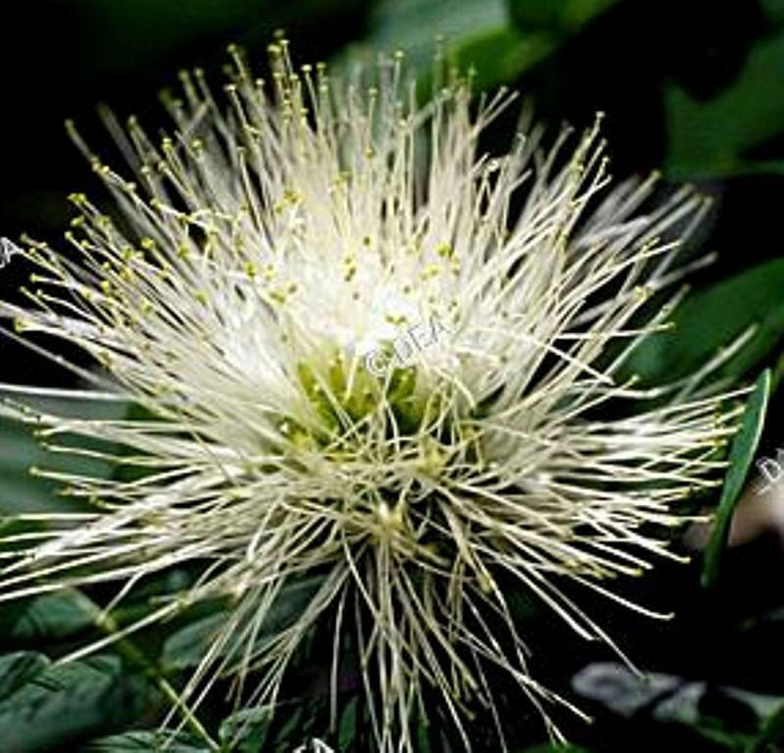 Flowering Brazilian Raintree Bonsai Tree pithecellobium tortum ...