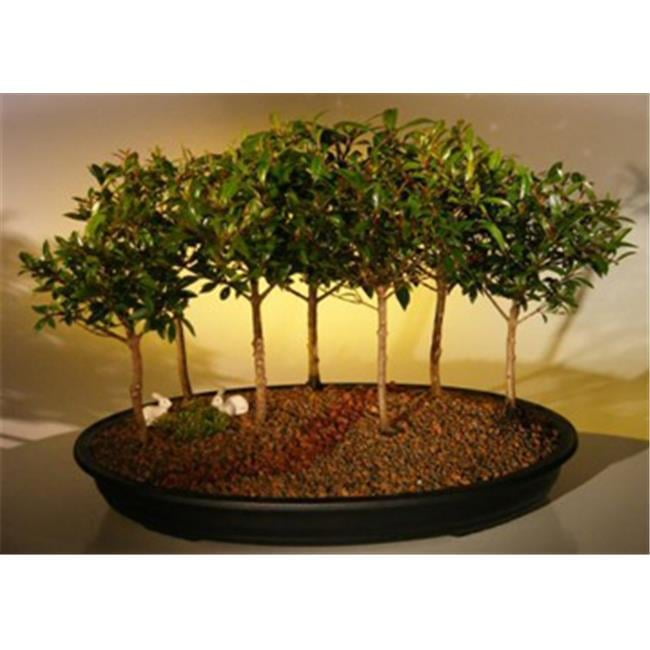 Flowering Brush Cherry Bonsai Tree - Eugenia Myrtifolia - Walmart.com