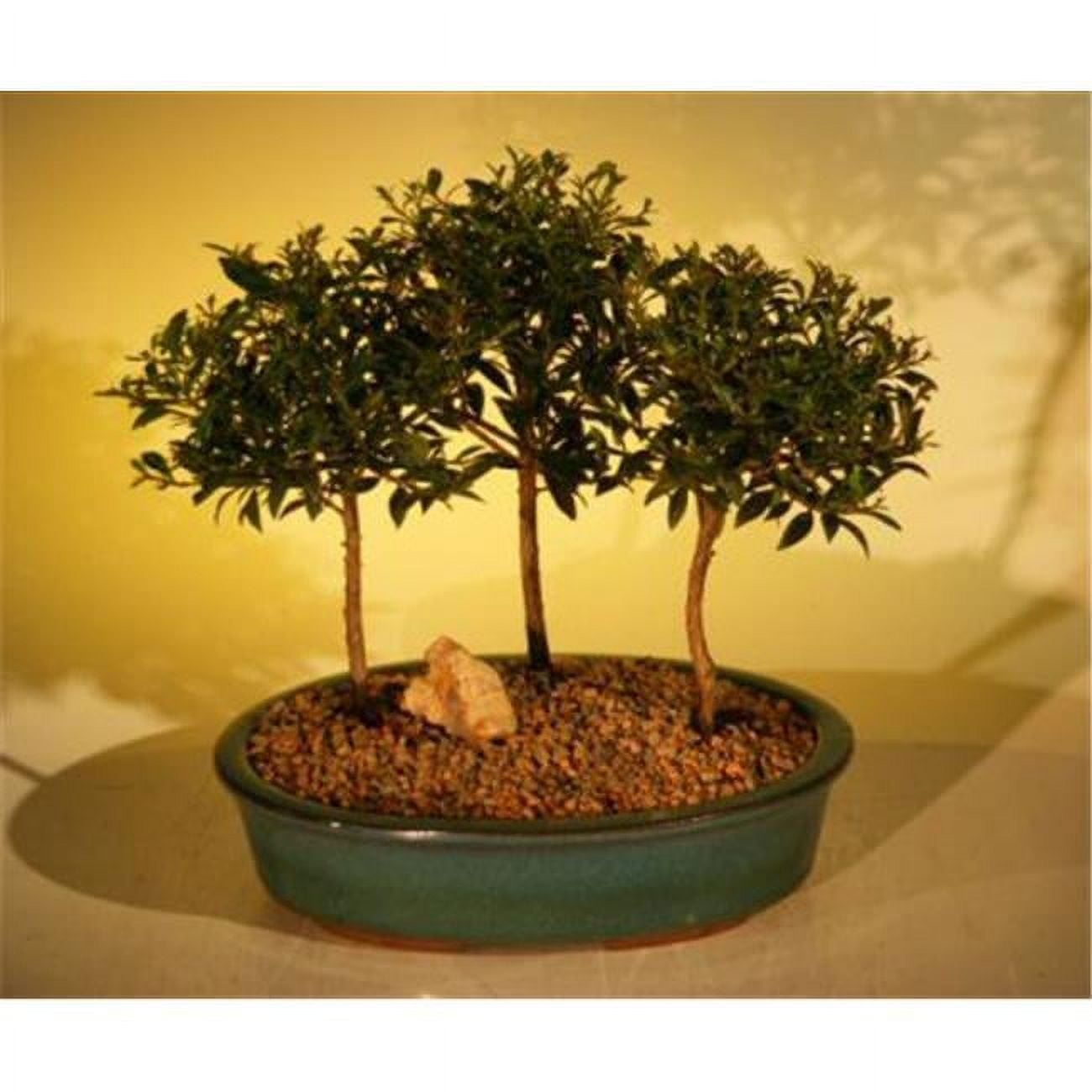 Flowering Brush Cherry Bonsai Tree - Three Forest Group - Eugenia ...