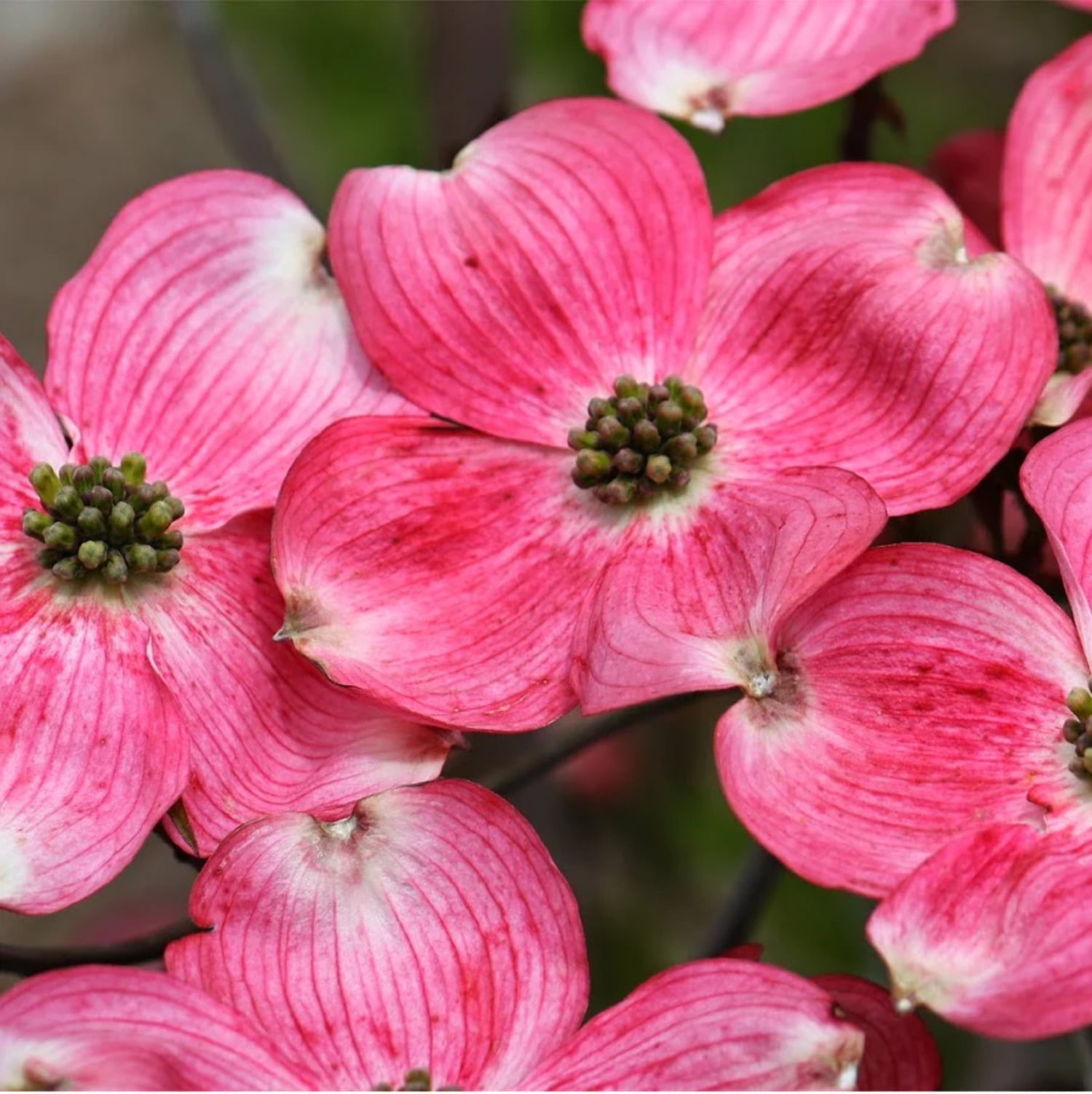 Cherokee Brave Dogwood Tree, Pink Flowers, Attracts Birds, Bees ...