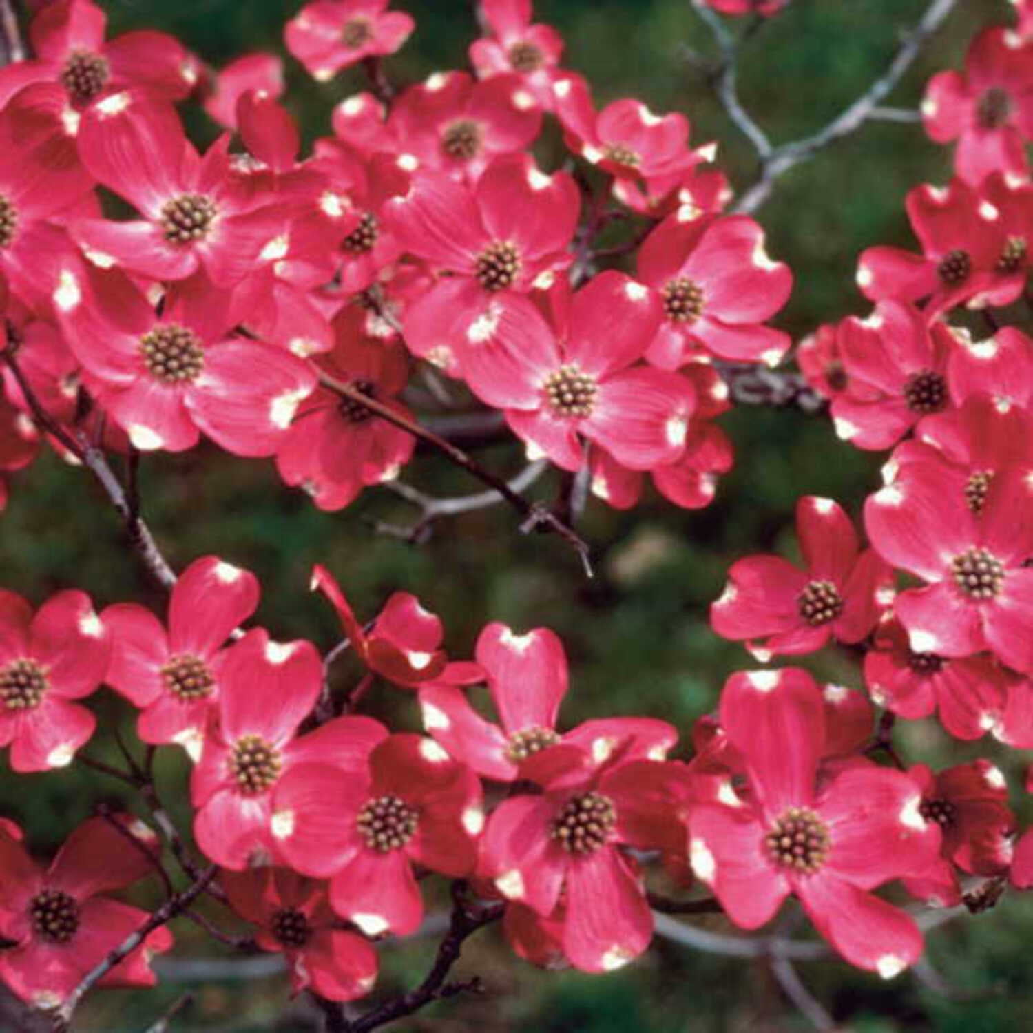 Flowering Dogwood Tree 'Cherokee Chief Dogwood' - Walmart.com